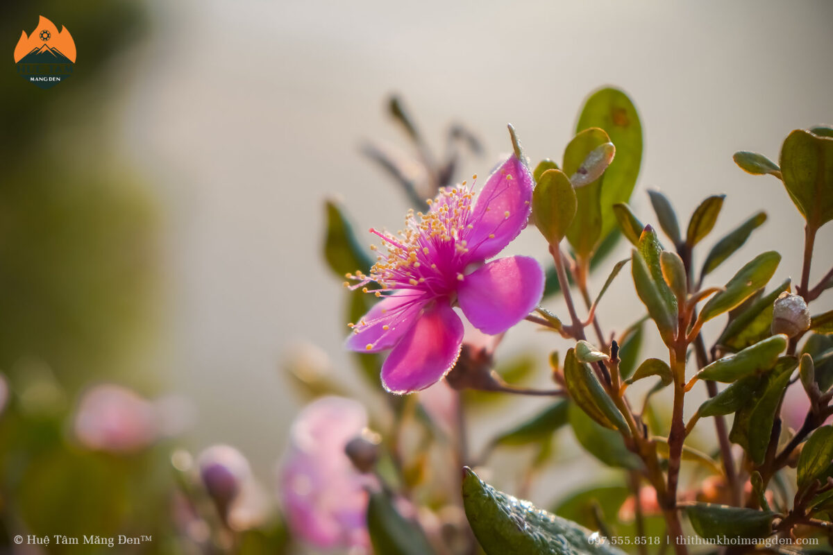 Mùa sim chín vào tháng mấy? Mua quả sim lúc nào là ngon nhất!